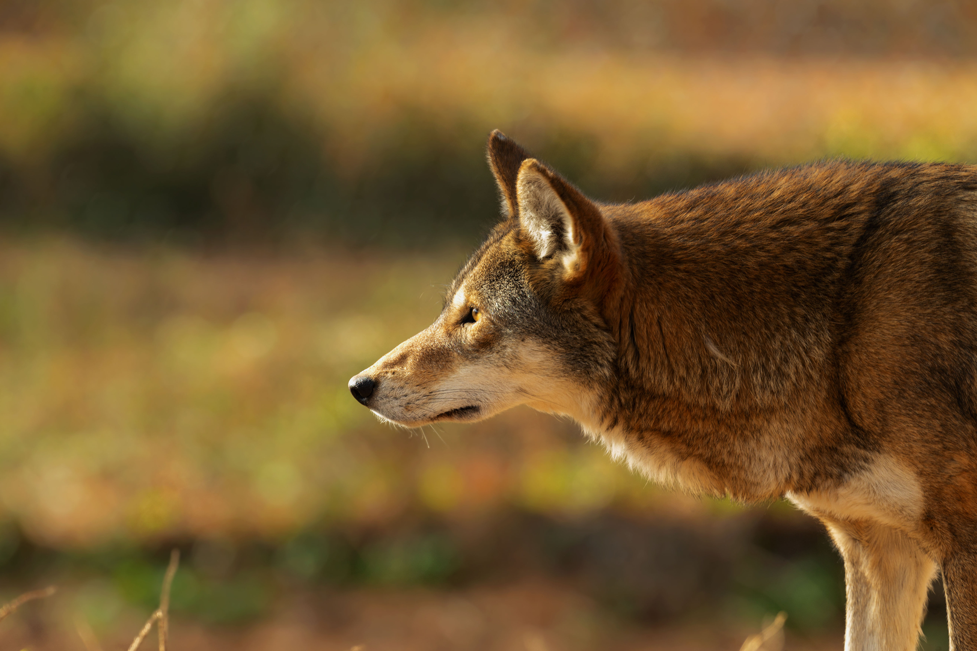15 Strange Animal Hybrids You Didn’t Know Existed