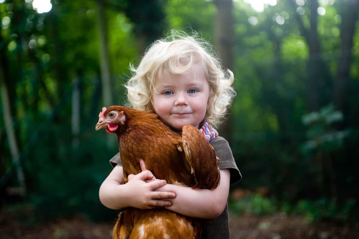 6 chicken breeds that are perfect for children