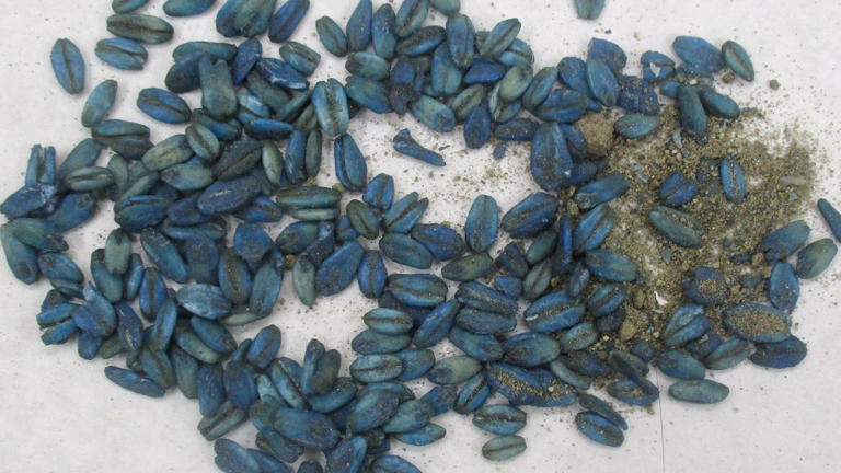 Wild pigs with blue meat found in California