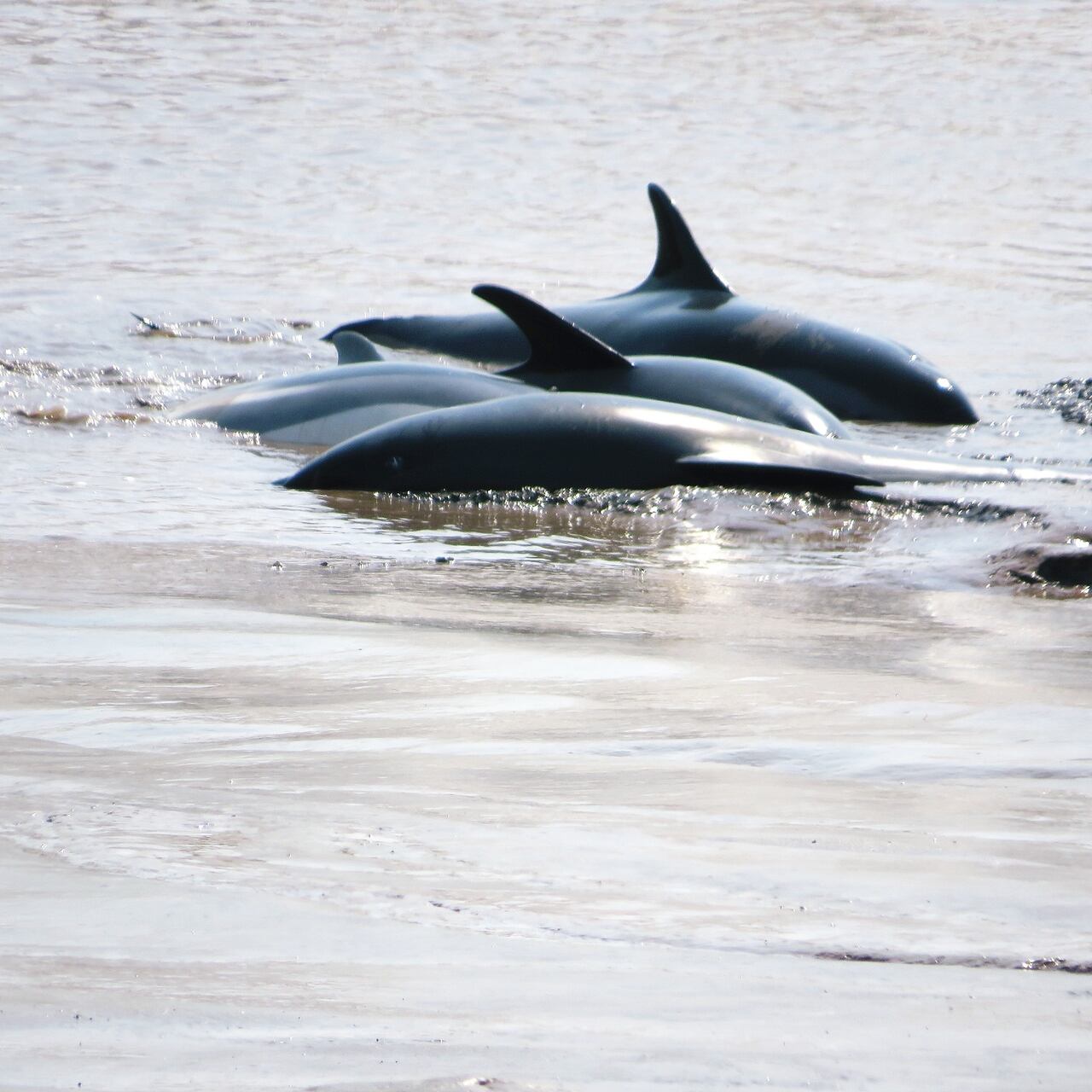 Annapolis Valley community gathers to help pod of dolphins trapped in mud
