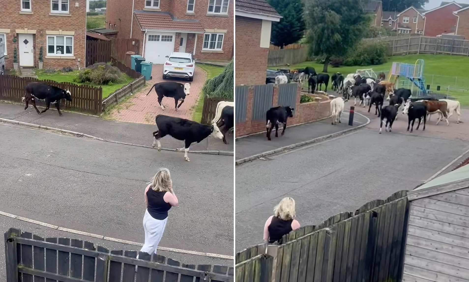 Moment herd of cows go on the run in Scotland after 124mph winds from ...