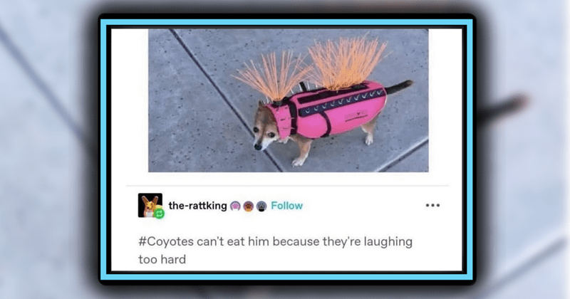 22 Mood-Boosting Animal Memes Fur Your Monday Morning Treat