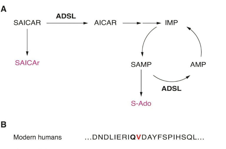 Tracing brain chemistry across humanity's family tree