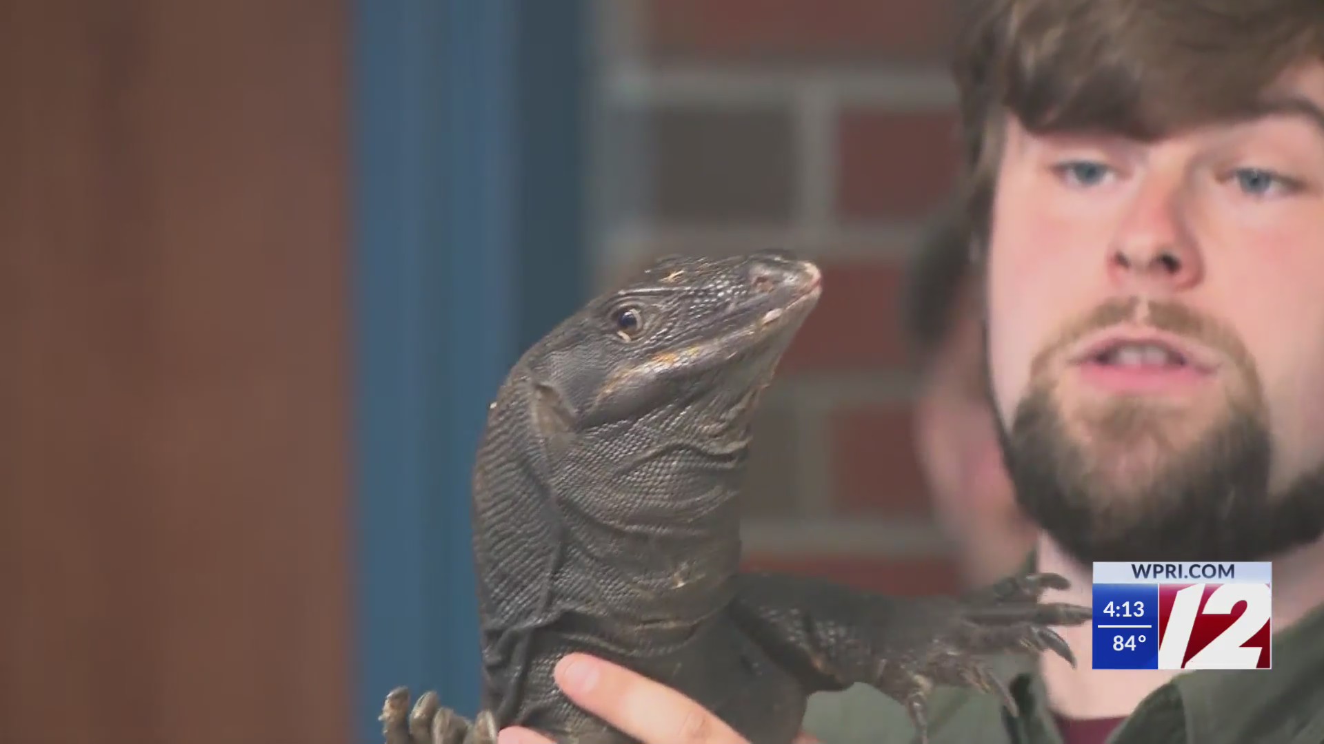 Officials give update on how Goose the water monitor lizard was captured