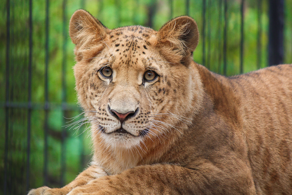 15 Strange Animal Hybrids You Didn’t Know Existed