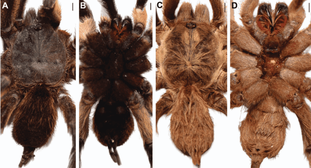 These Male Tarantulas Have Developed Huge Sexual Organs to Survive Mating