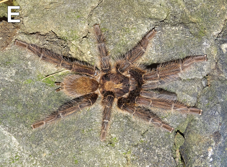 Four new tarantula species - with massive genitalia - discovered. Take ...