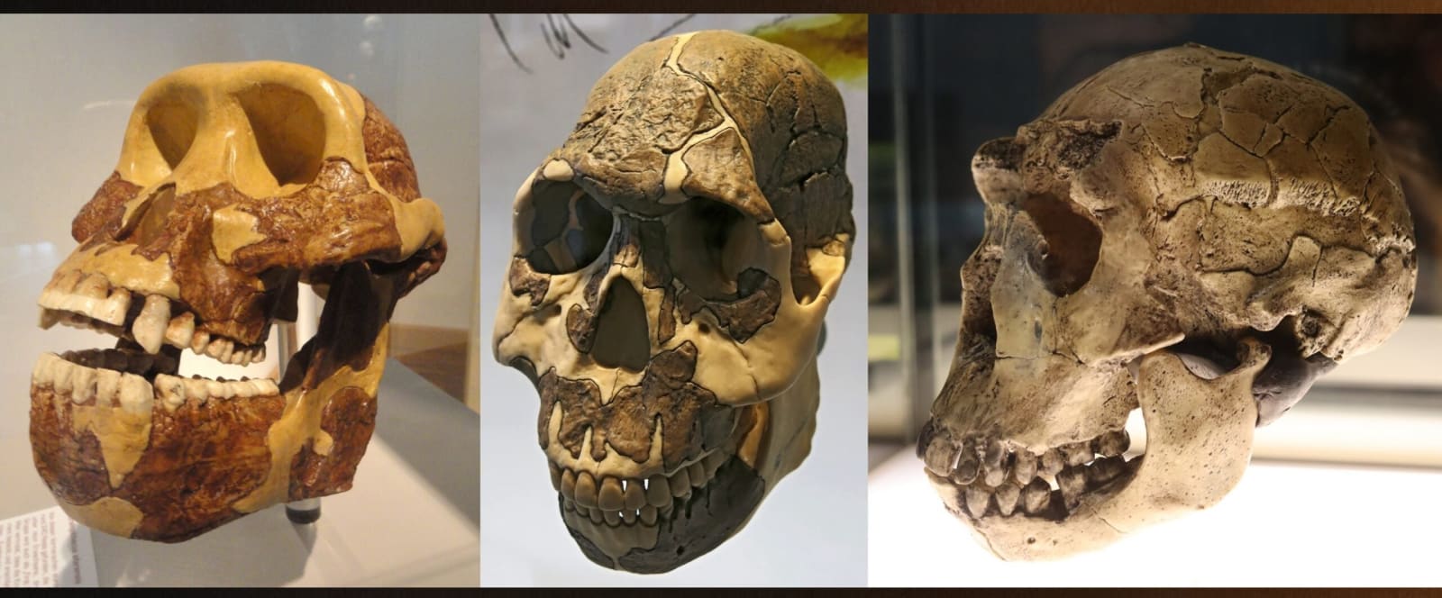 Fossilized teeth reveal a risky diet change spurred human evolution