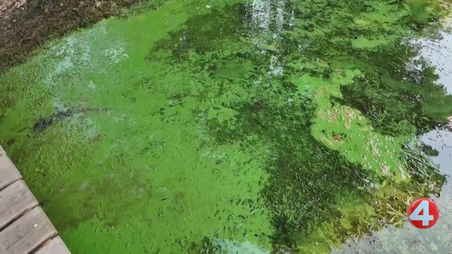 Family develops rashes after cleaning waterfront property on Chautauqua ...