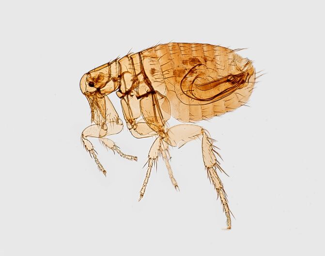 LA hit a record high for typhus cases last year. Why is the flea-borne ...