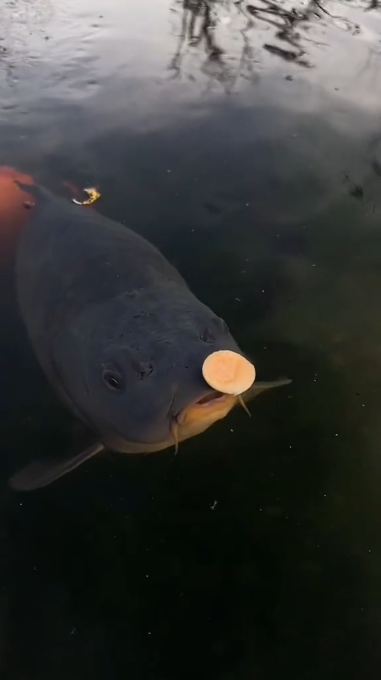 Big Fish, Big Views Viral Fishing Moment You Need to See