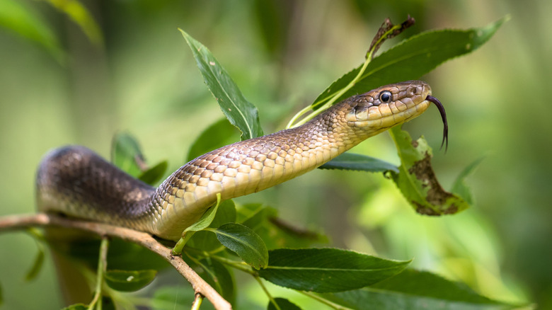 The Gorgeous And Fragrant Plant That May Be Attracting Snakes To Your ...