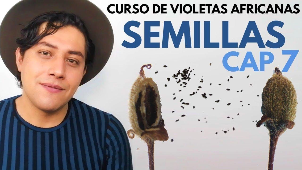 Cómo sembrar semillas de violetas paso a paso y lograr una floración ...