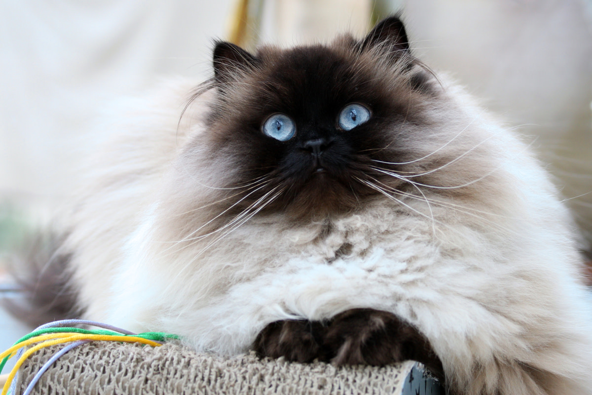 Himalayan Cat's Precious 'Crispy' Meow Has Everyone Smitten