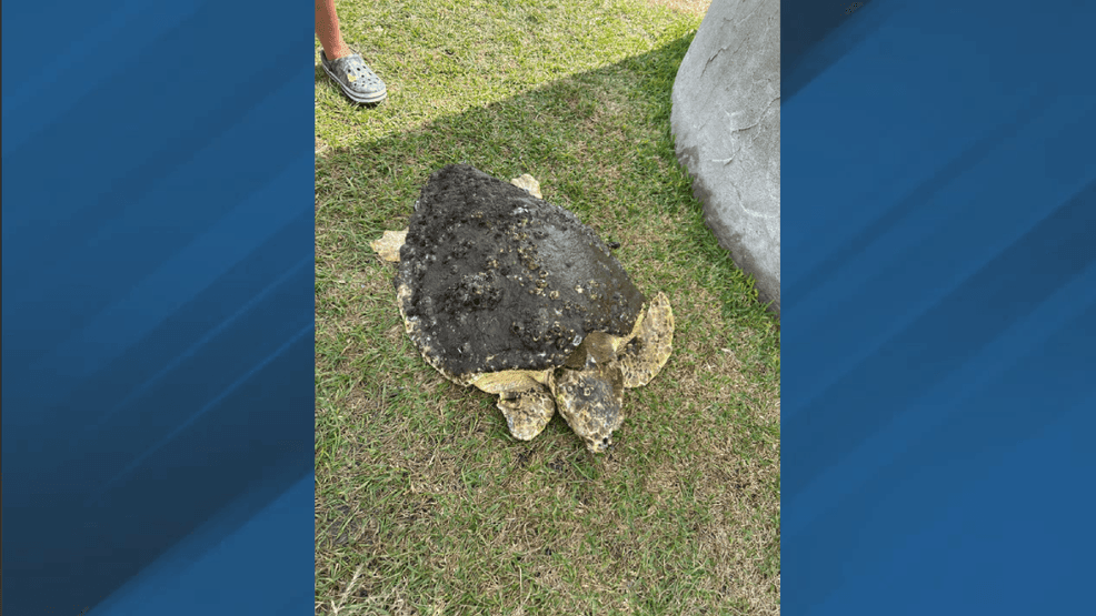 Boater aids sick loggerhead turtle, conservationists respond in Emerald Isle