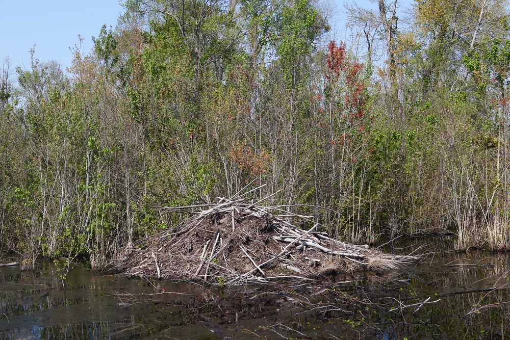 Escaped slaves built secret communities in this Virginia swamp for 200 ...