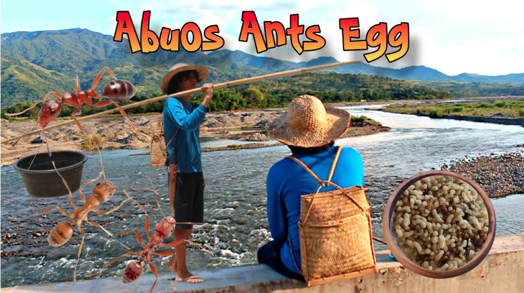 Catch & Cook: Ant Eggs (Abuos) – Exotic Filipino Delicacy from the Province