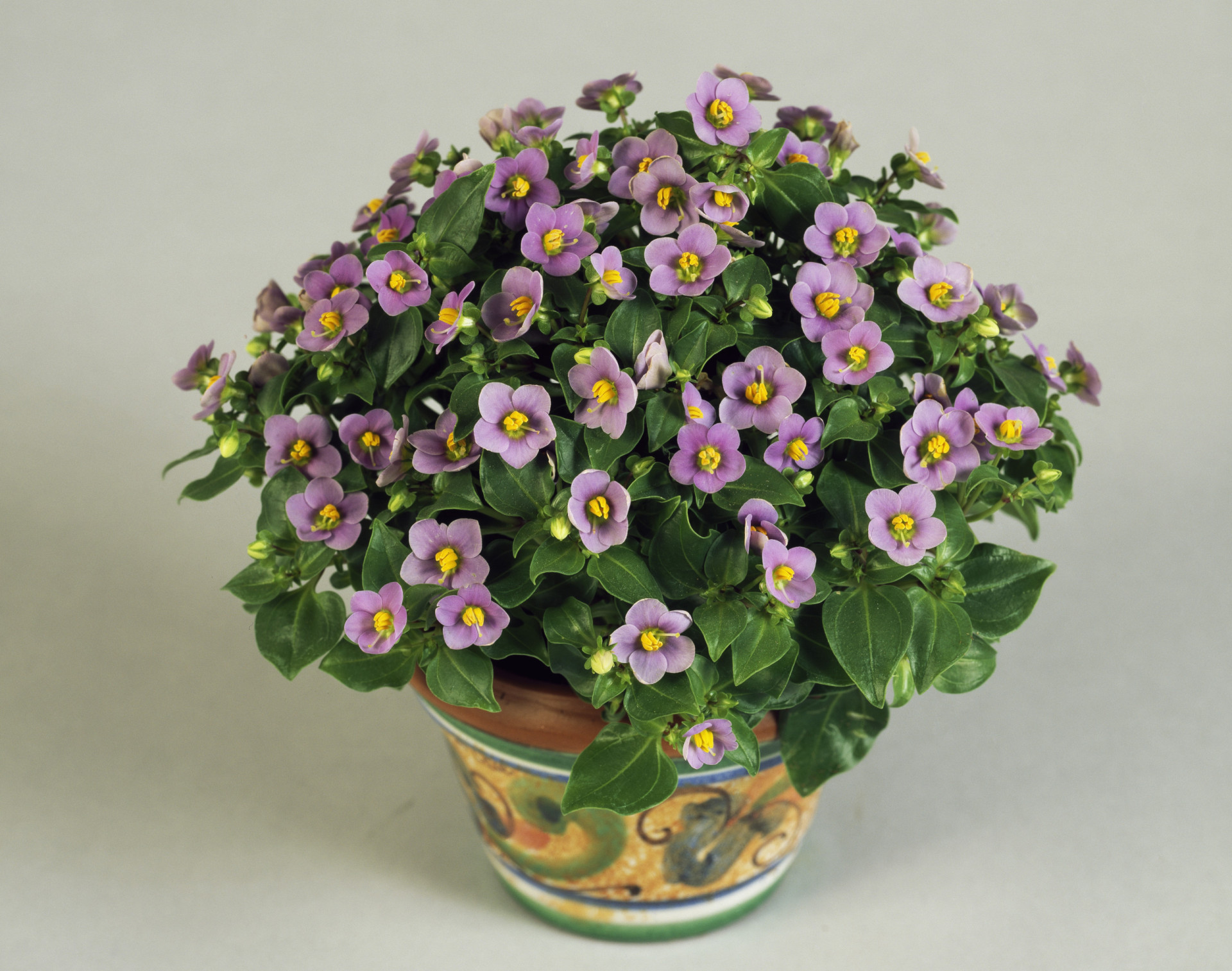 Beautiful indoor plants to grow at home