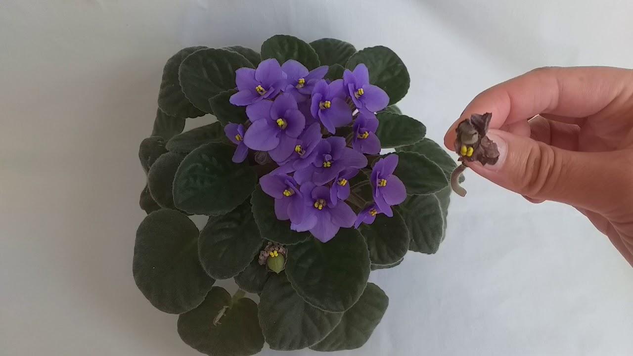 Cómo sembrar semillas de violetas paso a paso y lograr una floración ...