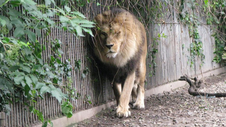 Denmark zoo asks people to donate unwanted pets to feed predators and ...