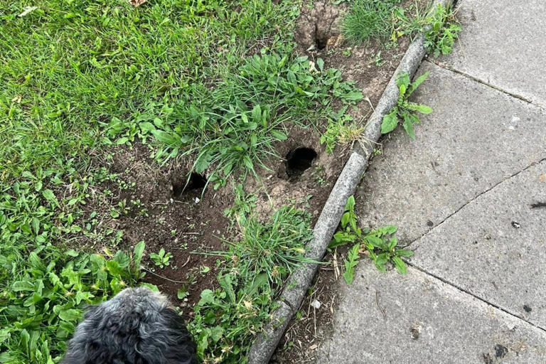 Nearly 2-foot-long rat ‘almost the size of a small cat’ discovered ...