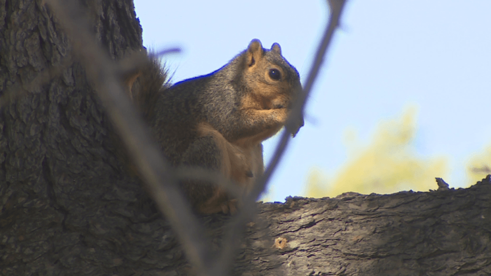 Rodent invasion threatens Central Valley orchards, causing millions in ...