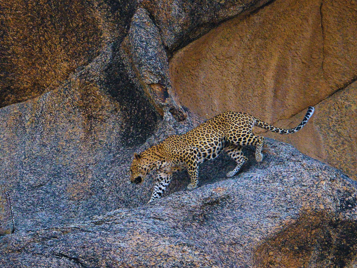 Spotted: Top 10 places to see leopards in India