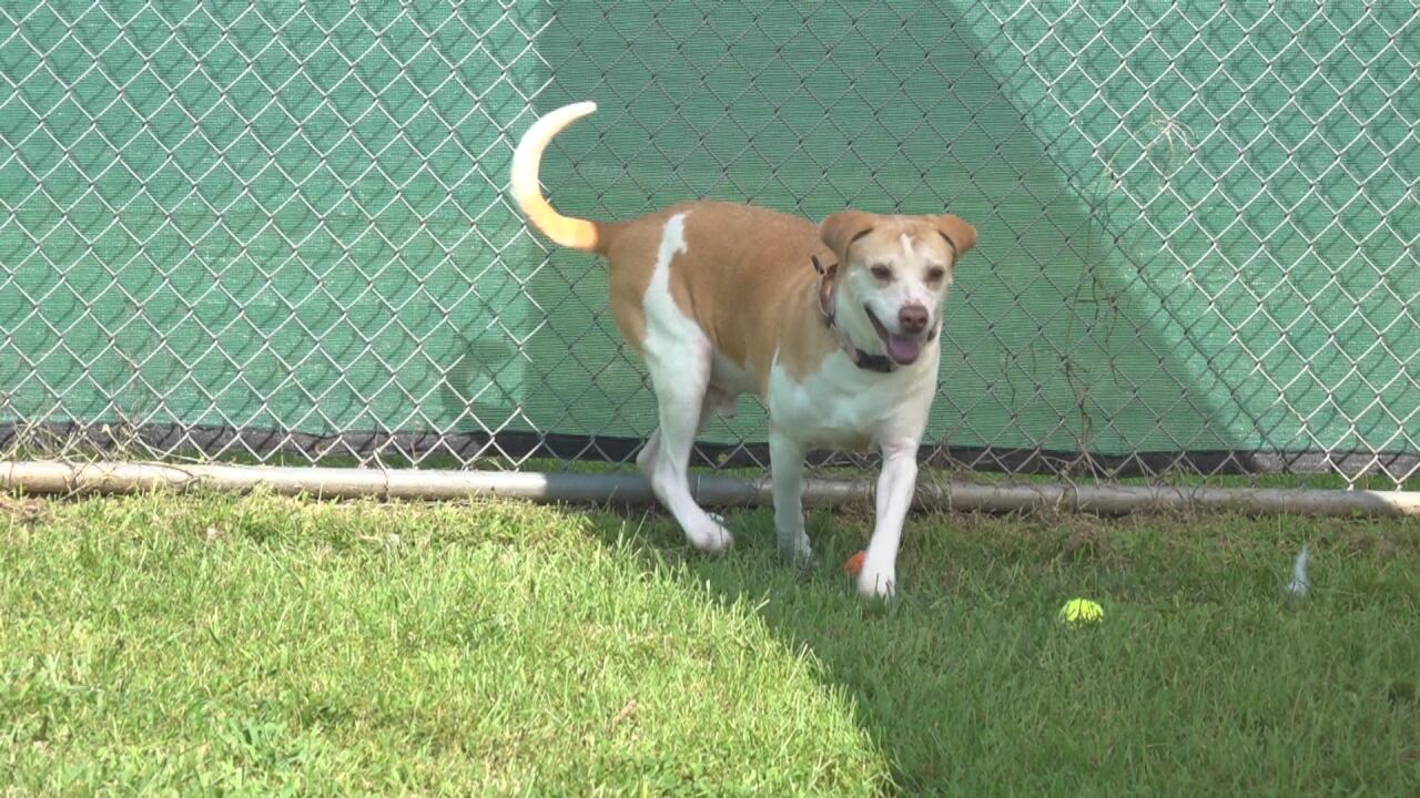 ‘Clear the Shelters’ campaign goal set for RHSPCA