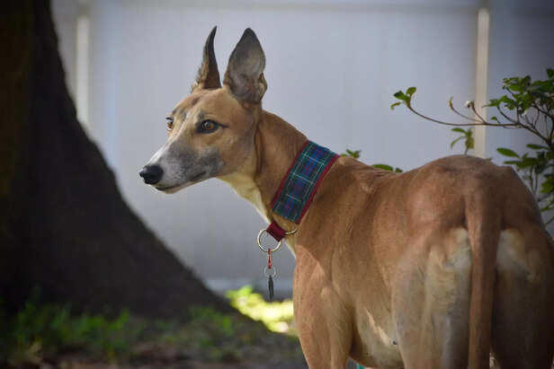 These 5 Indian Dog Breeds Are on the Brink, and No One’s Talking About It