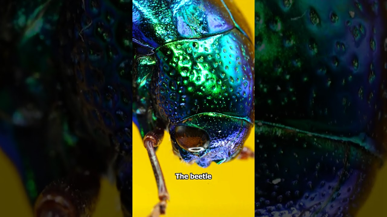 This Backyard Bug Could Be Worth A Lot