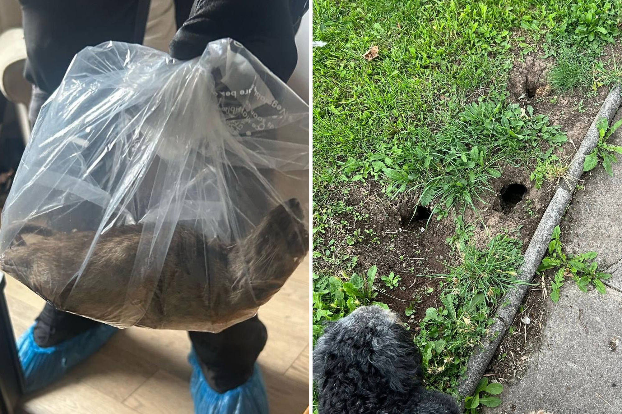 Nearly 2-foot-long rat ‘almost the size of a small cat’ discovered ...