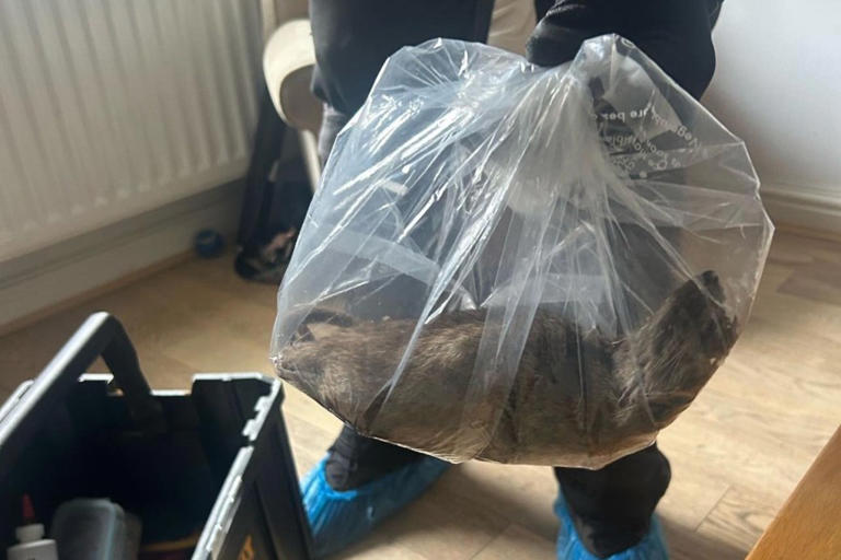 Nearly 2-foot-long rat ‘almost the size of a small cat’ discovered ...