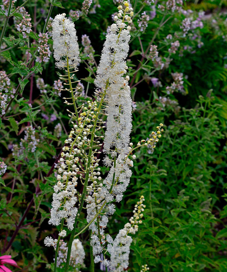 8 underrated shade plants – overlooked beauties that will thrive in shady spaces