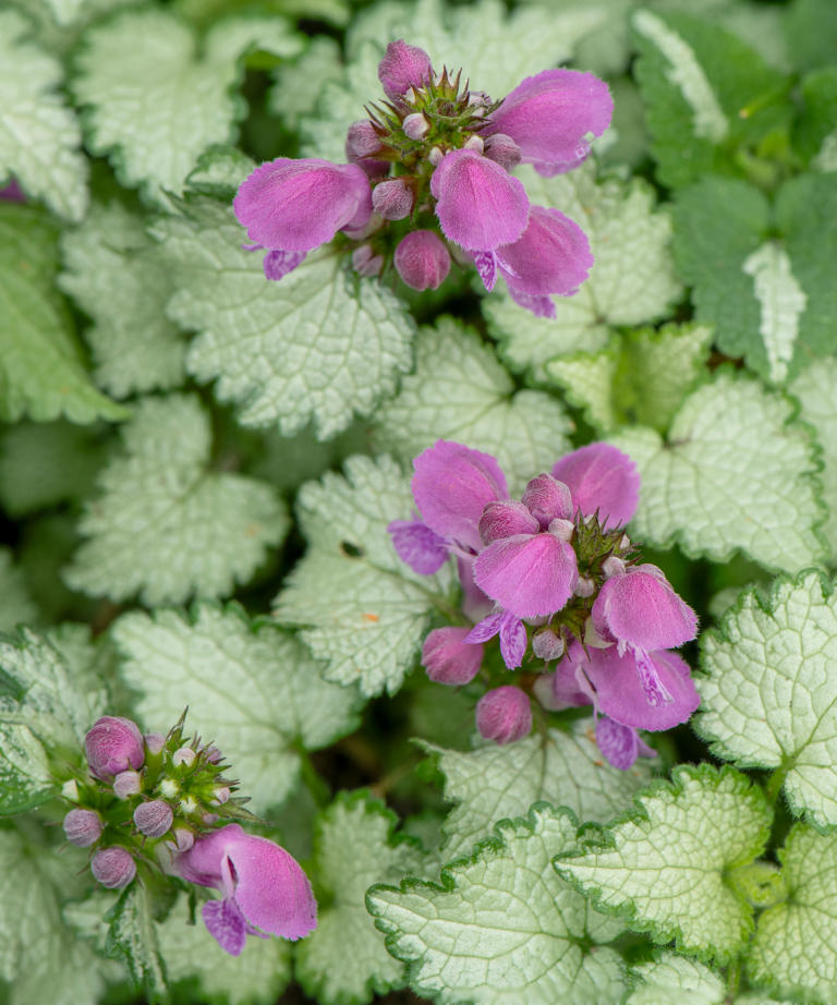8 underrated shade plants – overlooked beauties that will thrive in shady spaces