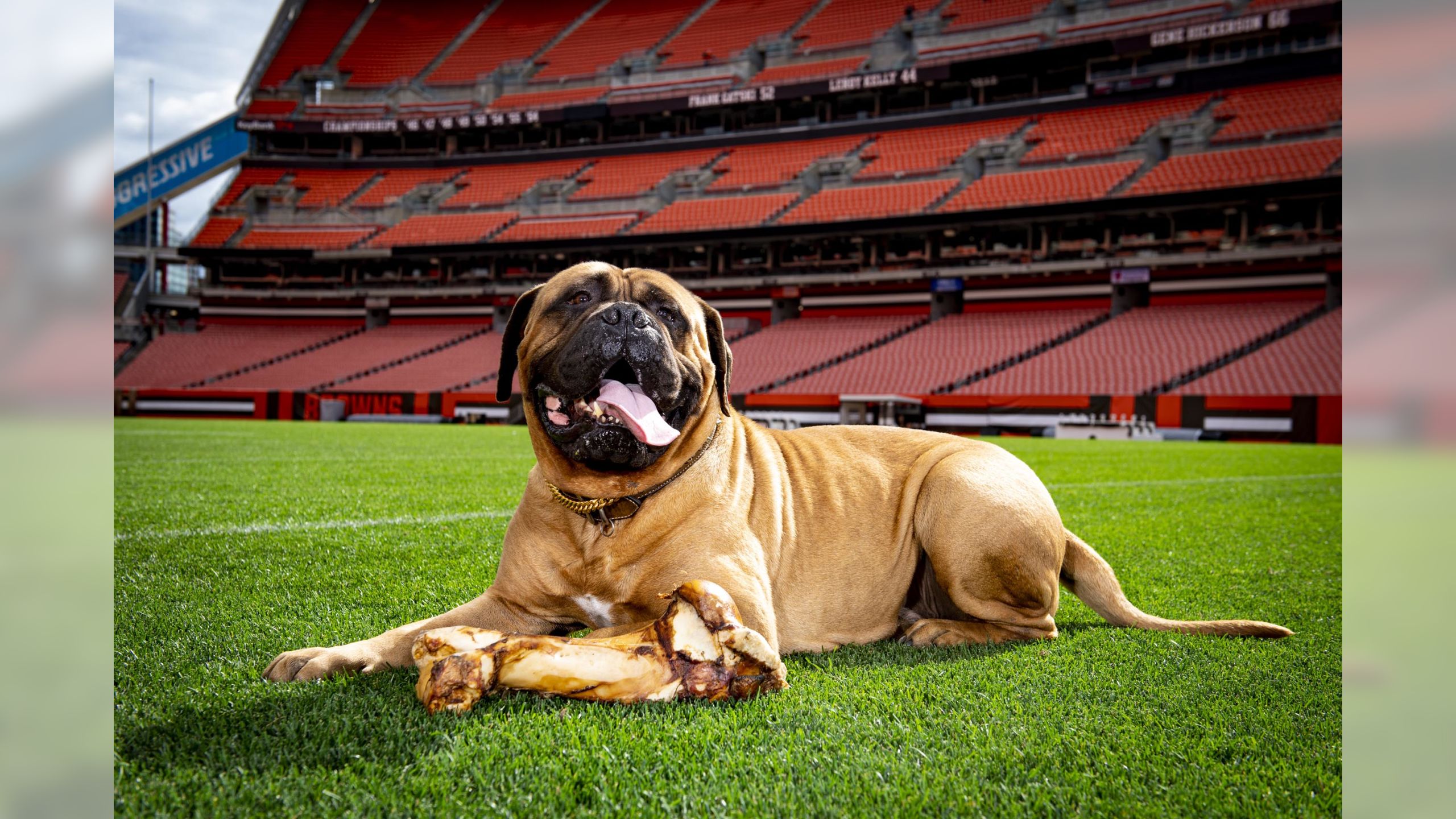 Cleveland Browns Beloved Mascot Swagger Through The Years