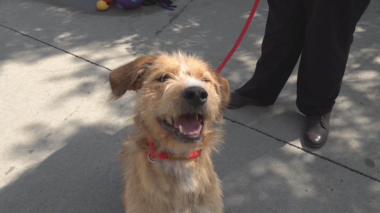 Pet of the Week: Meet Oliver!