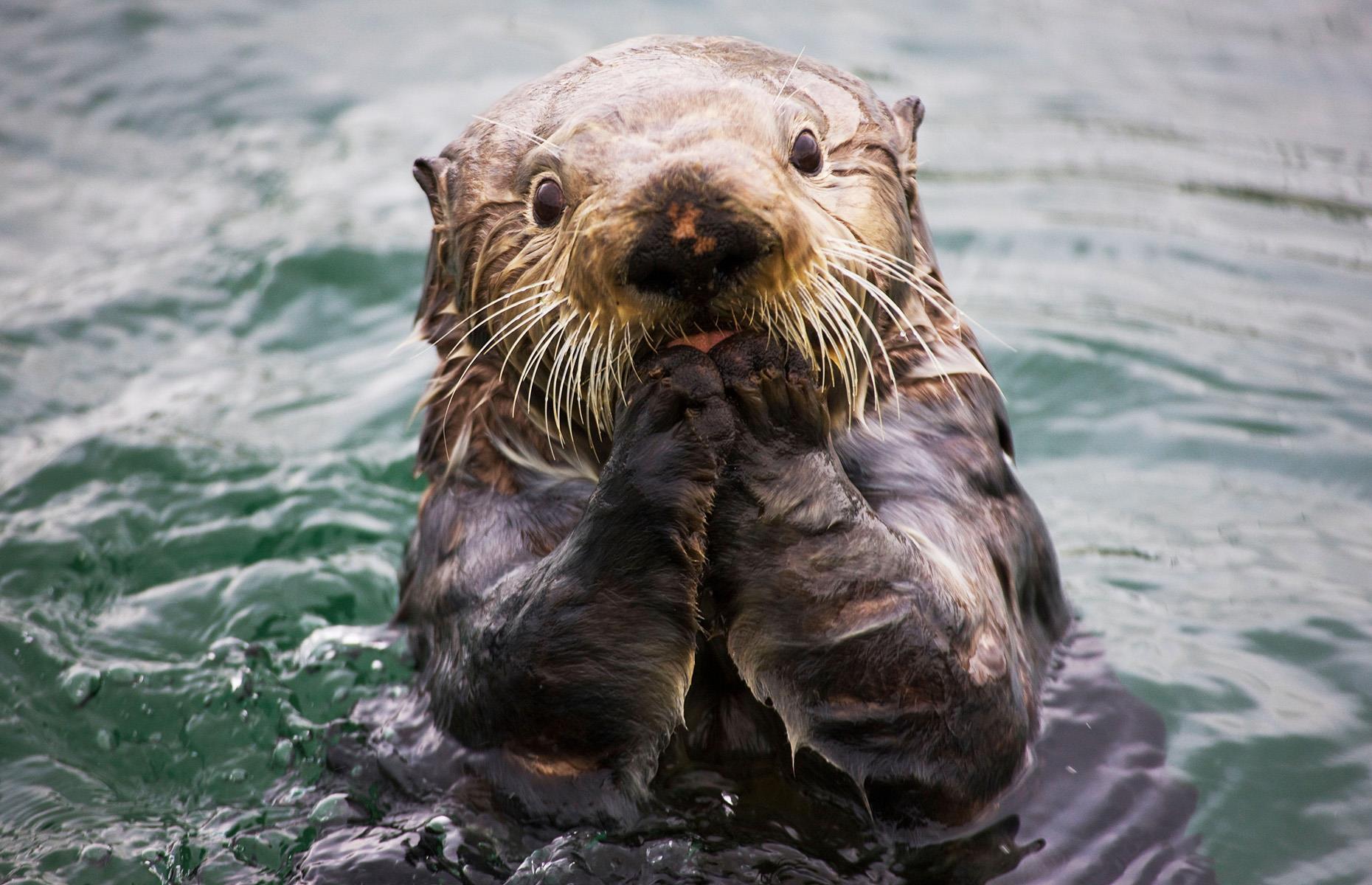 Are these the world’s most adorable animals?