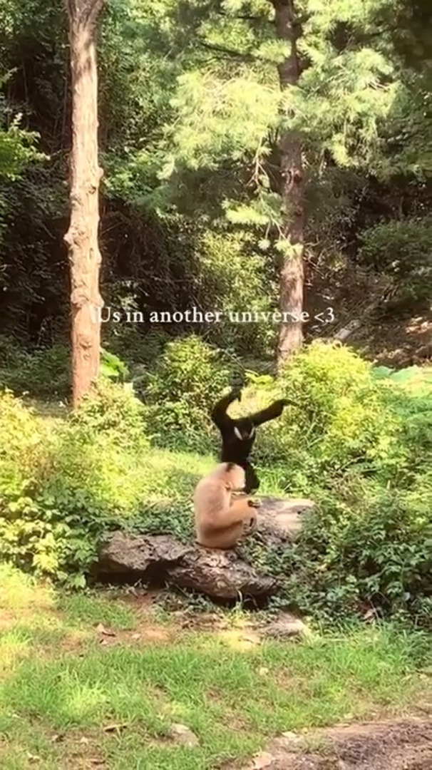 Gibbons Hug Each Other Tightly as They Reunite