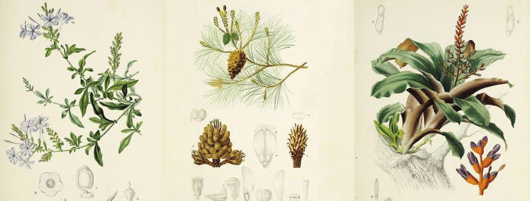 Vida de las Plantas: Ciclo Vital, Esperanza de Vida y Clasificación ...