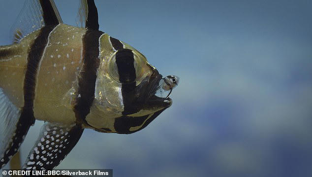 Sir David Attenborough's latest series Parenthood is filmed in a fish ...