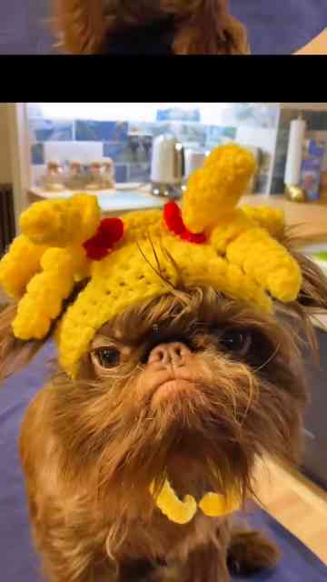 Am I the Drama? Shih Tzu’s Side of the Story