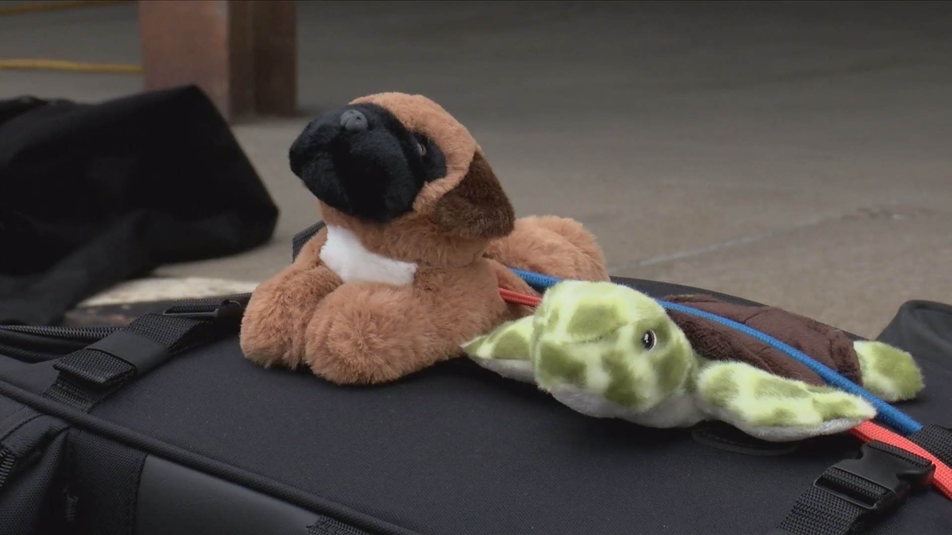 Introducing Betsy Singer