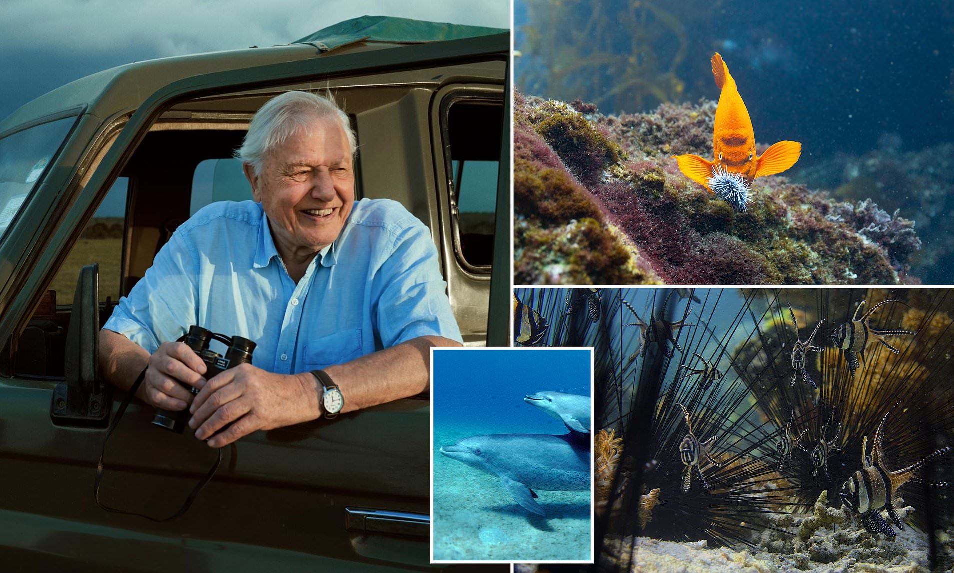 Sir David Attenborough's latest series Parenthood is filmed in a fish ...