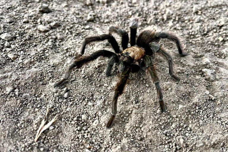 It's tarantula mating season. Where you can spot the spider and how to ...