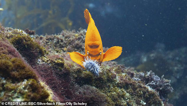Sir David Attenborough's latest series Parenthood is filmed in a fish ...