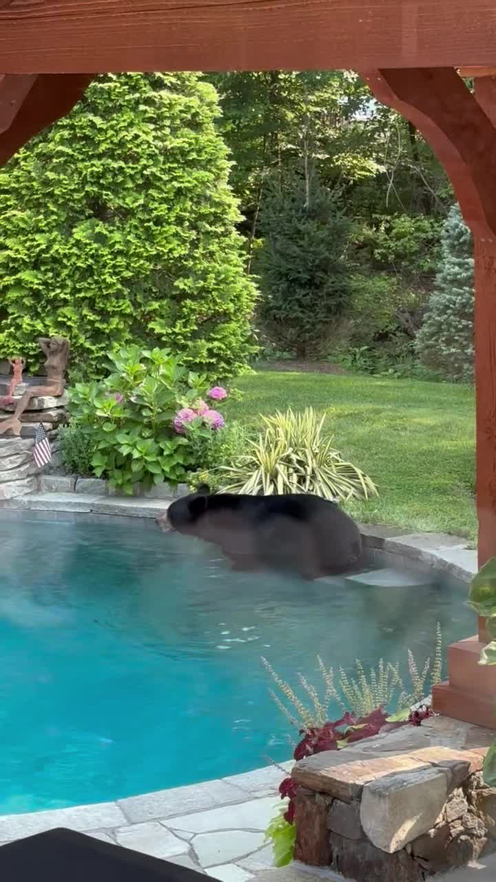 VIDEO: Bear goes for a swim in Brookfield backyard pool