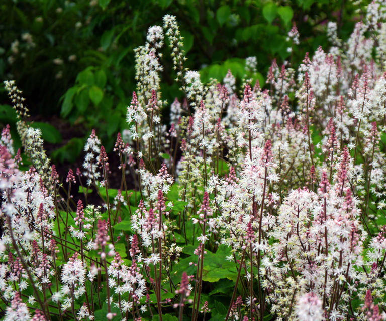 8 underrated shade plants – overlooked beauties that will thrive in shady spaces