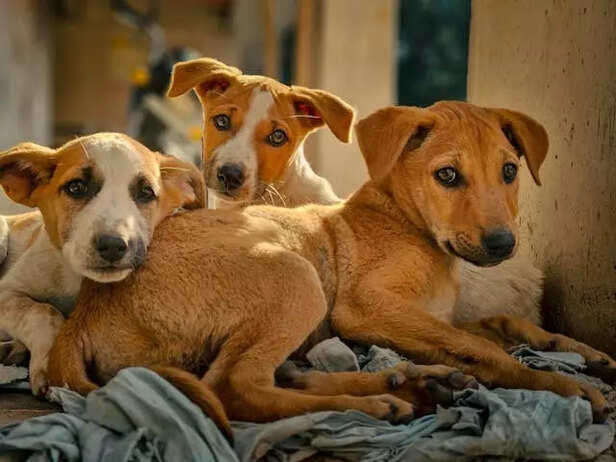 These 5 Indian Dog Breeds Are on the Brink, and No One’s Talking About It