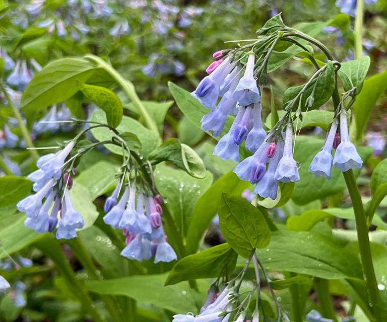 8 underrated shade plants – overlooked beauties that will thrive in shady spaces