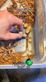 Sometimes you get a bunch of slugs!